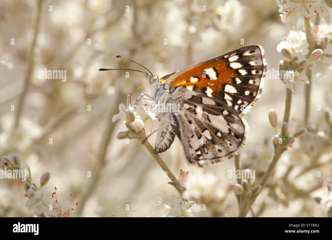 Mormon metalmark apodemia mormo hi-res stock photography and images - Alamy