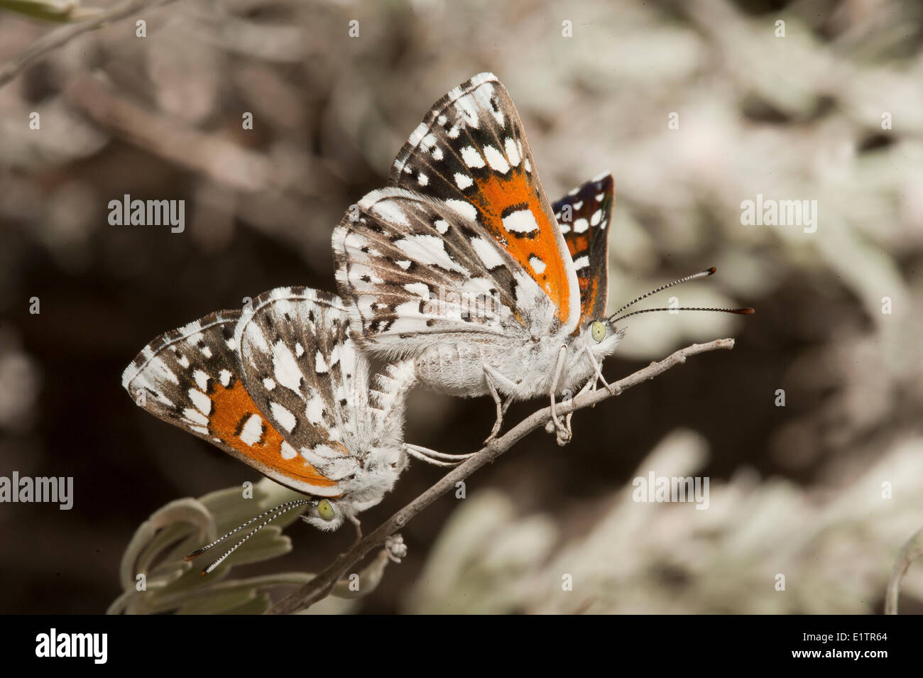 Mormon metalmark apodemia mormo hi-res stock photography and images - Alamy