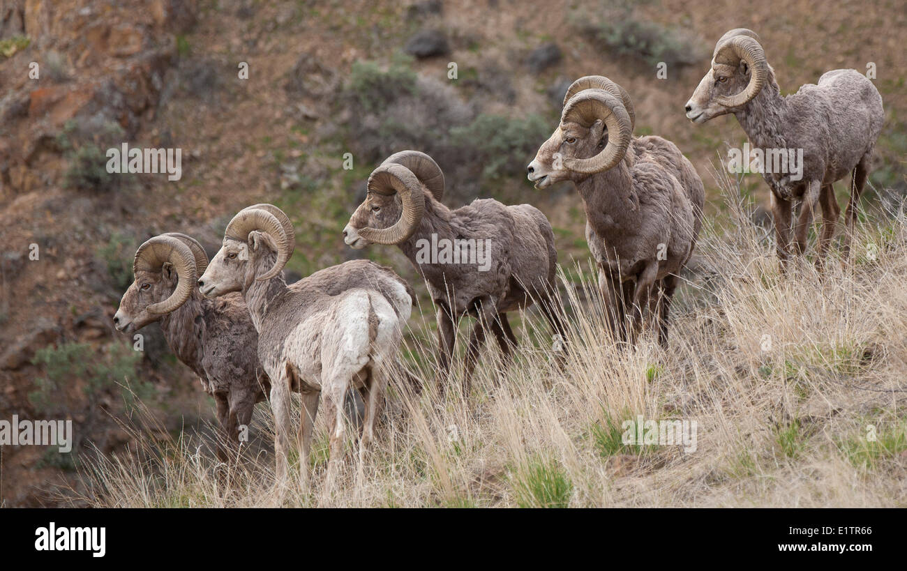 California Bighorn Sheep, Ovis canadensis californiana, Kamloops, BC ...