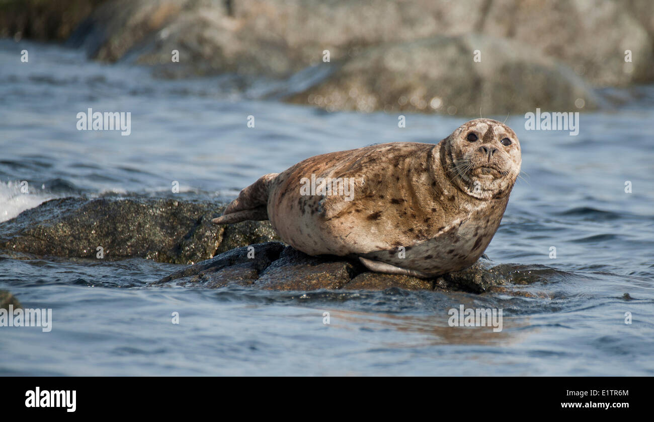 Victoria rocks hi-res stock photography and images - Alamy
