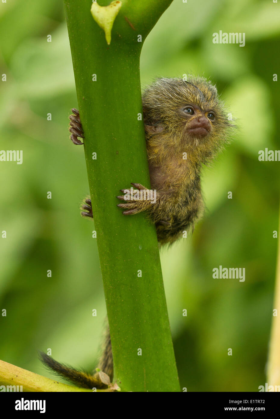 Pygmy Marmoset, Callithrix pygmaea , Ecuador, South America Stock Photo ...