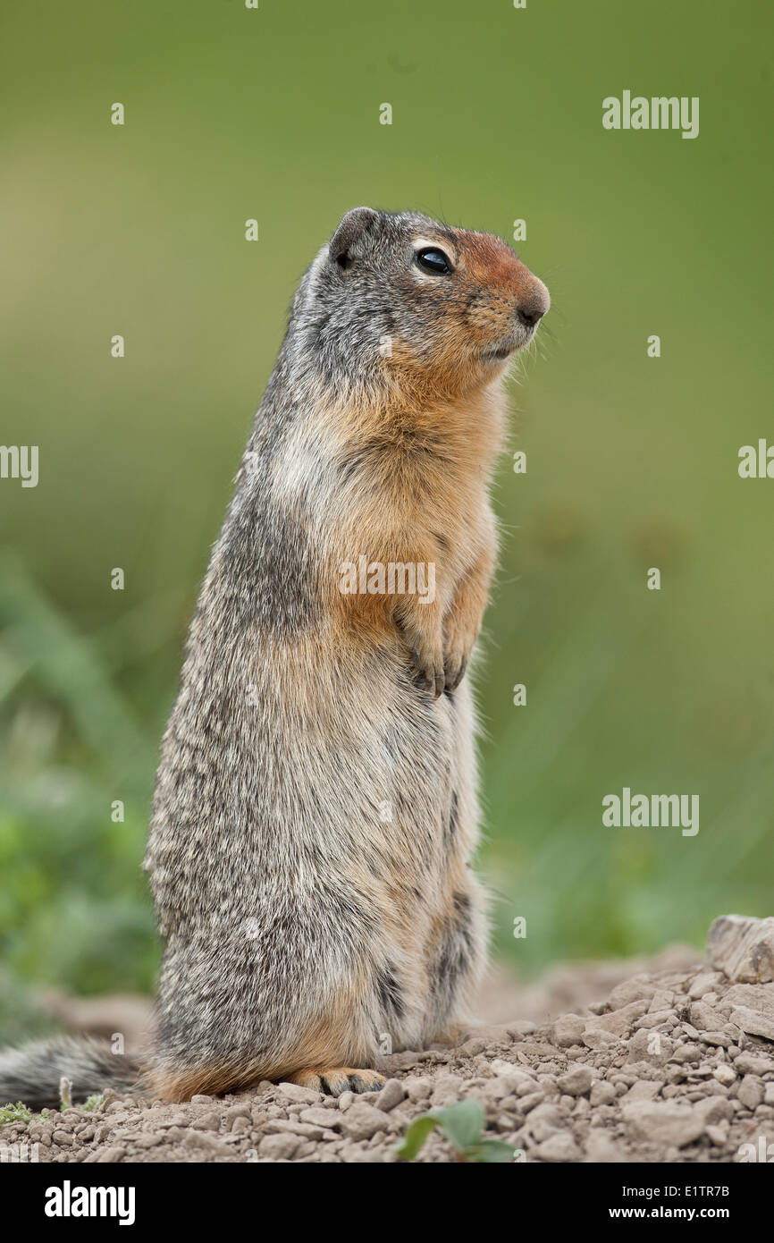 Columbian Ground Squirrel, Spermophilus columbianus, Rock Creek, BC ...