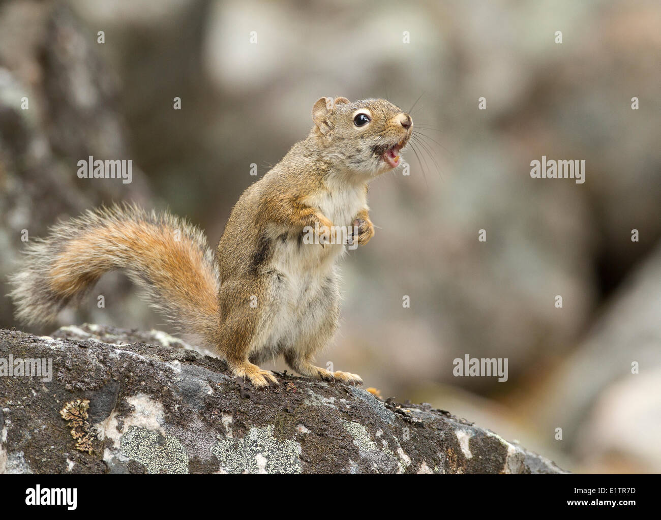 American red squirrel, Tamiasciurus hudsonicus, Jasper National Park ...