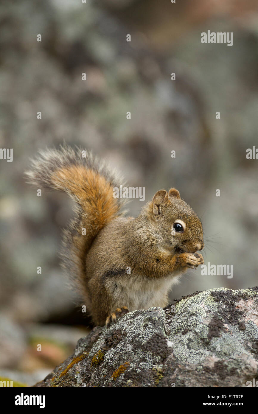 American red squirrel, Tamiasciurus hudsonicus, Jasper National Park ...