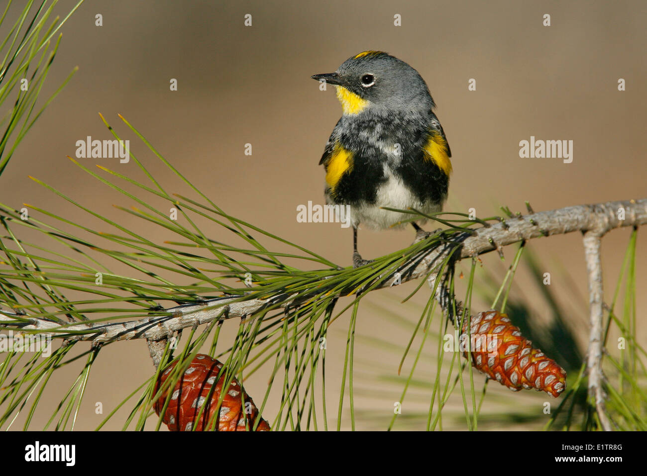 Yellow-rumped Warbler - Setophaga coronata (Audubon's) - Adult male ...
