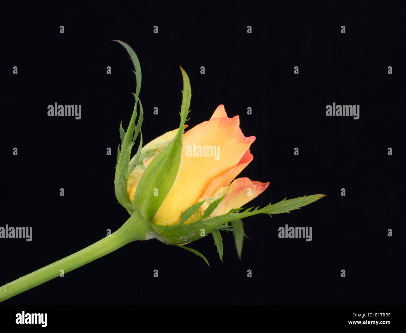 Rose sepal hi-res stock photography and images - Alamy