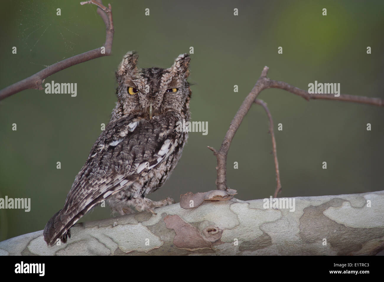 Owk hi-res stock photography and images - Alamy