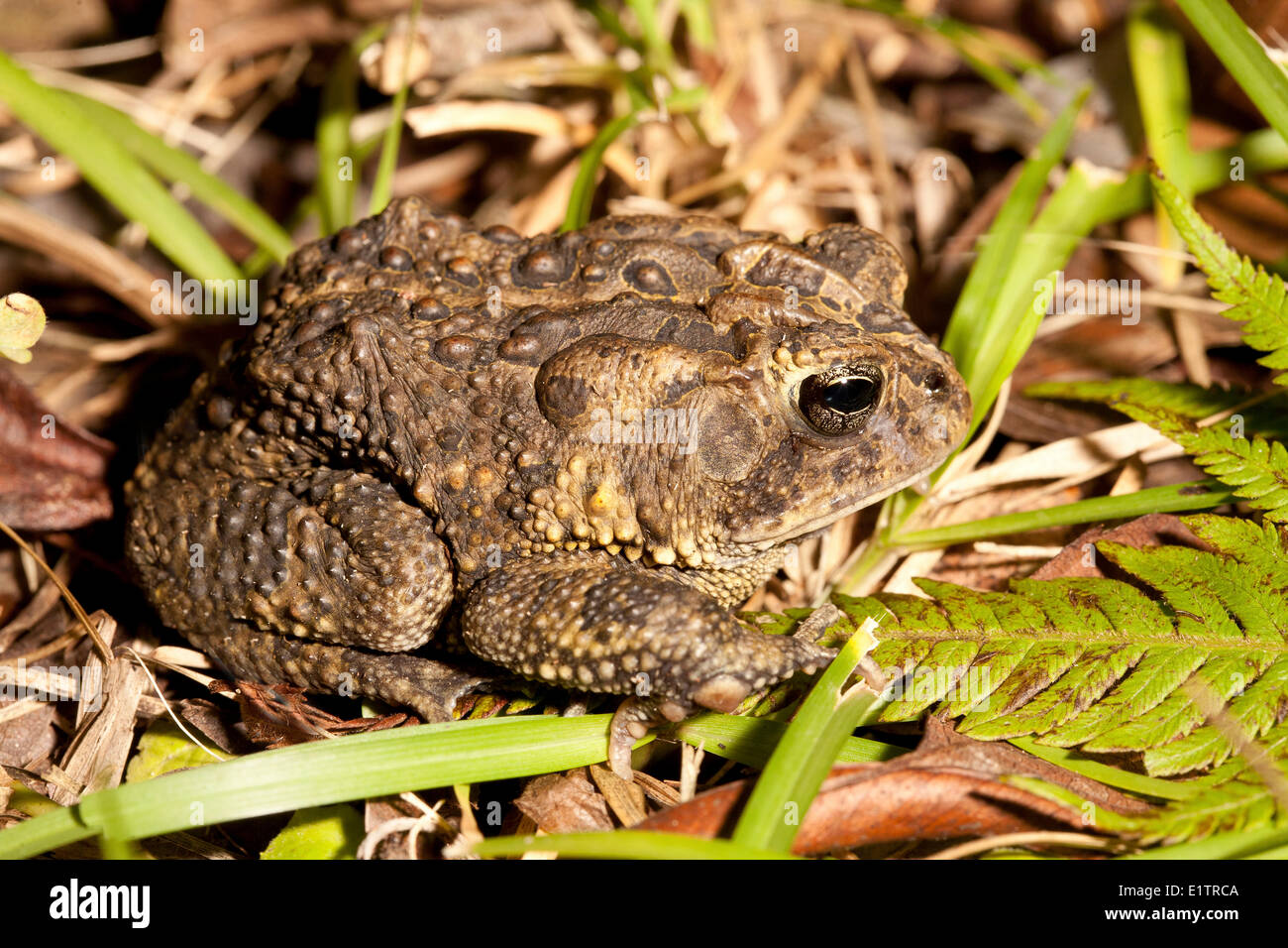 Oak Toad, Anaxyrus quercicus, Everglades, Florida, USA Stock Photo - Alamy