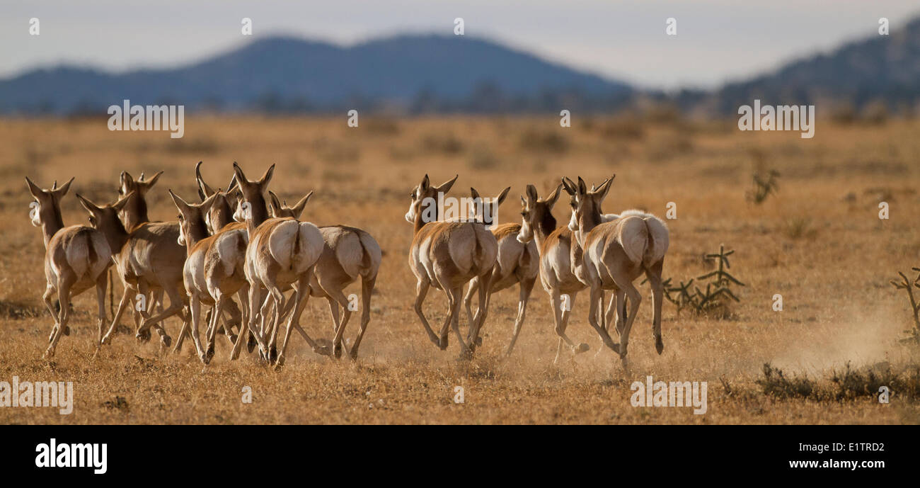 Pronghorn, Antilocapra americana, Southwest USA, New Mexico Stock Photo ...