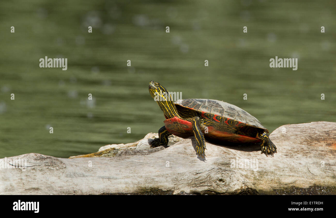 Painted Turtle, Chrysemys picta, Okanagan, BC, Canada Stock Photo - Alamy