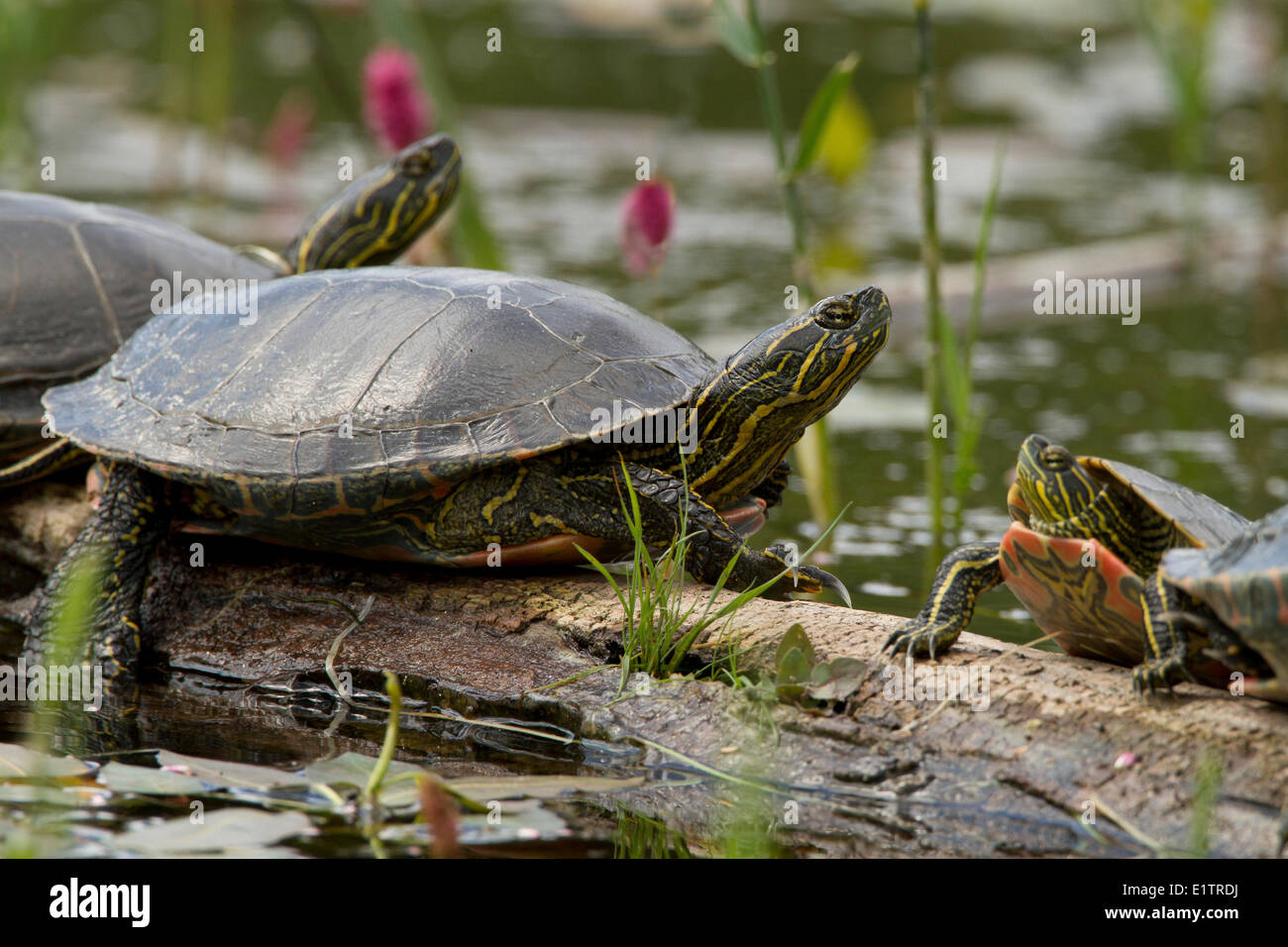 Painted Turtle, Chrysemys picta, Okanagan, BC, Canada Stock Photo - Alamy