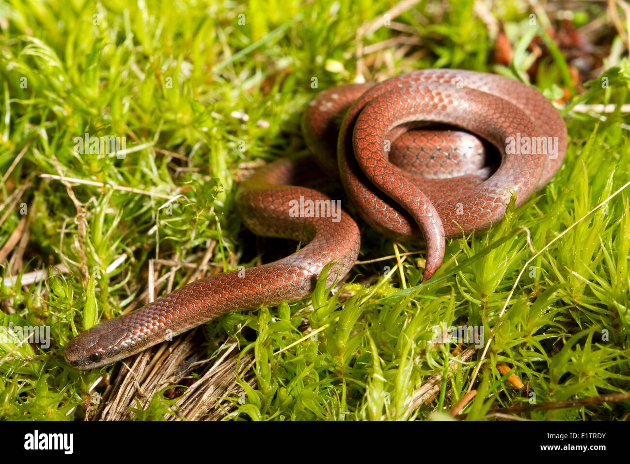 Sharp-tailed Snake, Contia tenuis, North Pender Island, BC, Canada ...