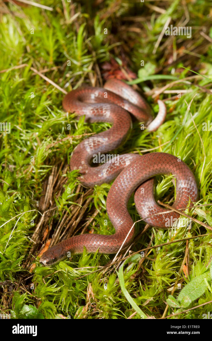 Sharp-tailed Snake, Contia tenuis, North Pender Island, BC, Canada ...
