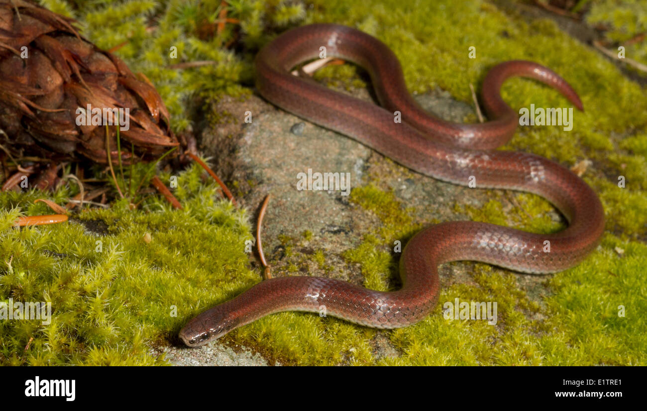 Sharp-tailed Snake, Contia tenuis, North Pender Island, BC, Canada ...