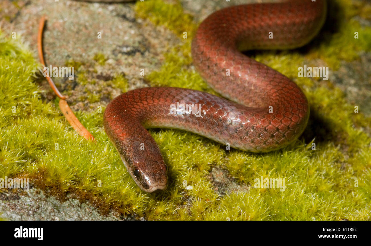 Sharp-tailed Snake, Contia tenuis, North Pender Island, BC, Canada ...