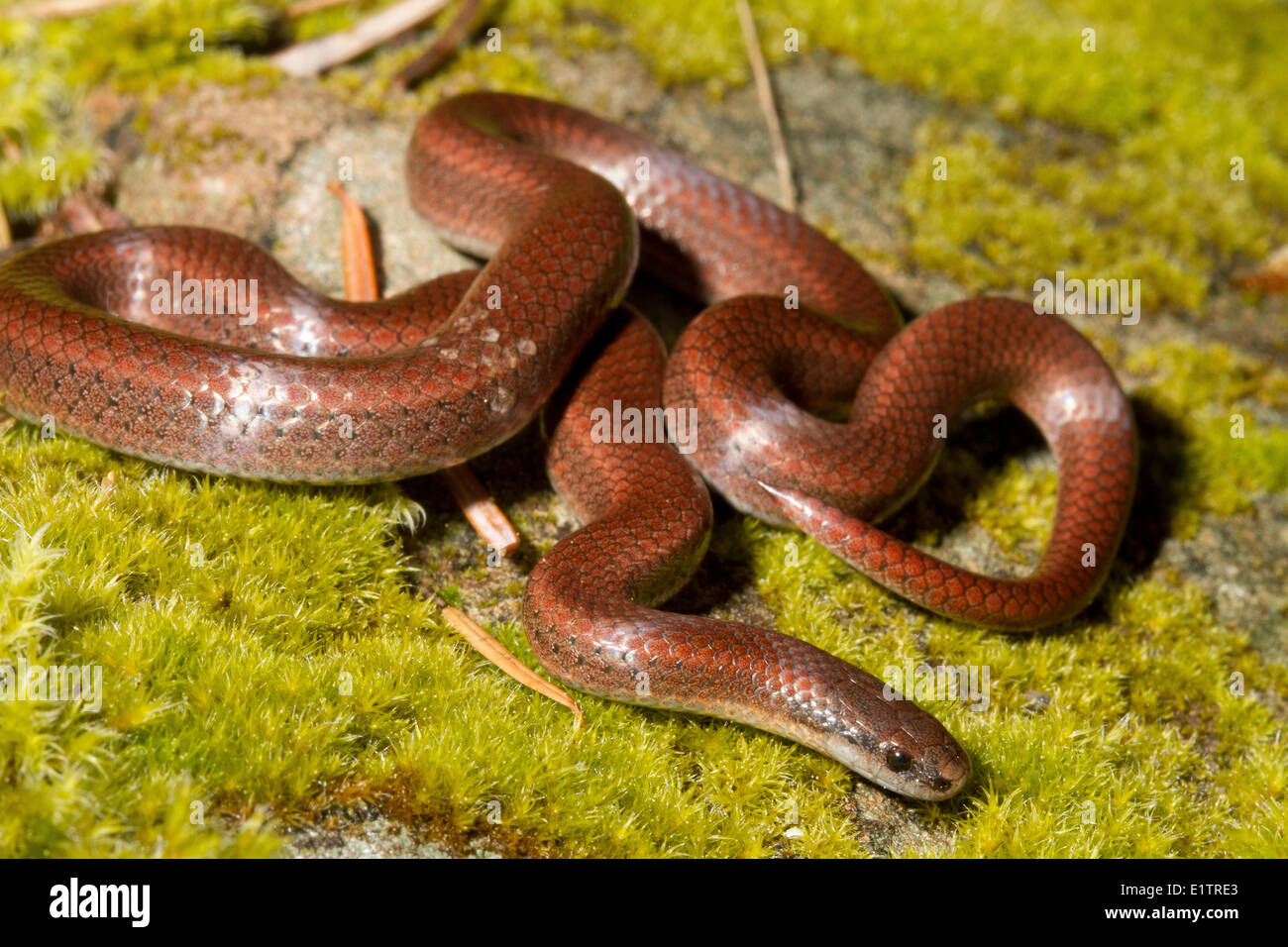 Sharp-tailed Snake, Contia tenuis, North Pender Island, BC, Canada ...