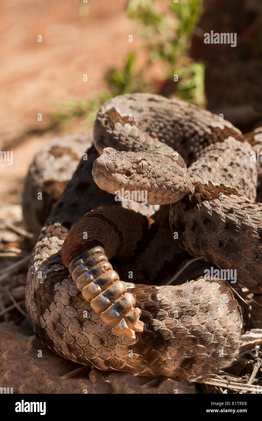 Banded Rock Rattlesnake, Crotalus lepidus klauberi, Chiricuah National ...
