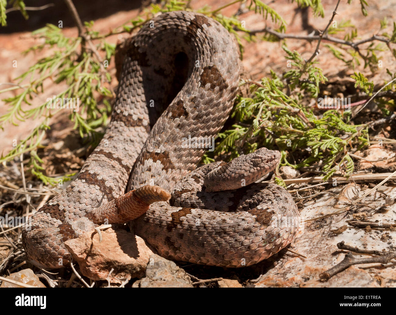Banded Rock Rattlesnake, Crotalus lepidus klauberi, Chiricuah National ...