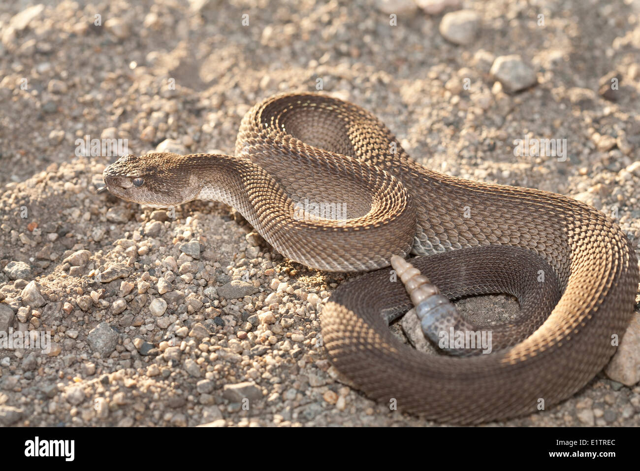 Mr snake hi-res stock photography and images - Alamy