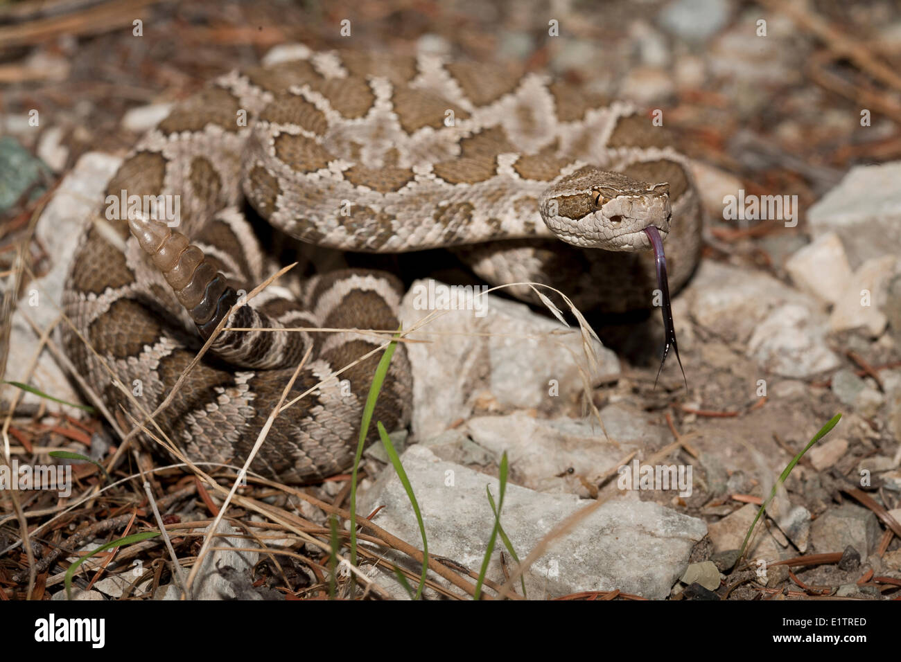 Western Rattlesnake, Northern Pacific Rattlsnake, Crotalus oreganus ...