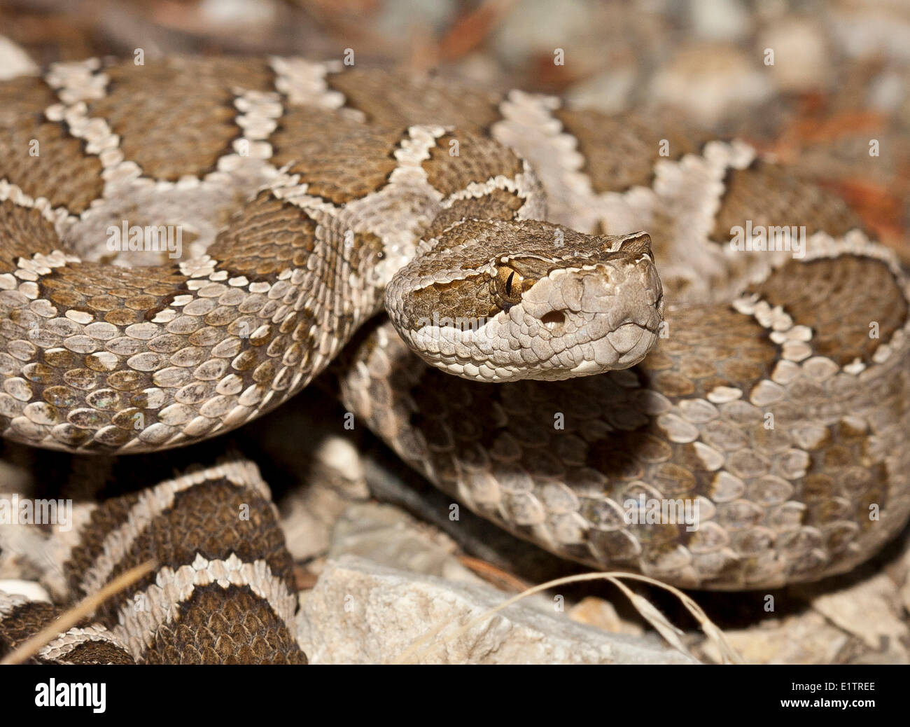 Northern pacific rattlesnake hi-res stock photography and images - Alamy