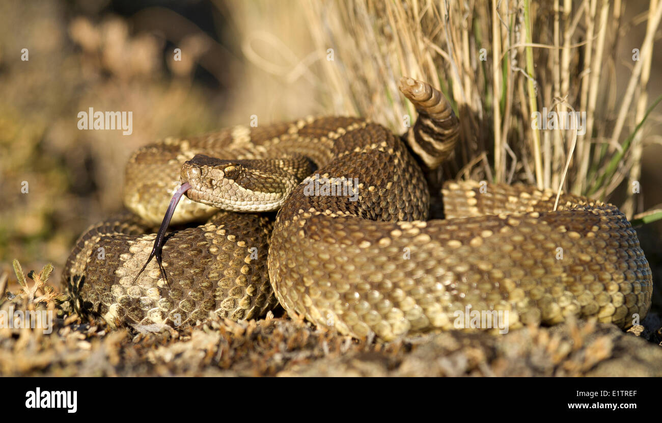 Northern Pacific Rattlesnake High Resolution Stock Photography and ...
