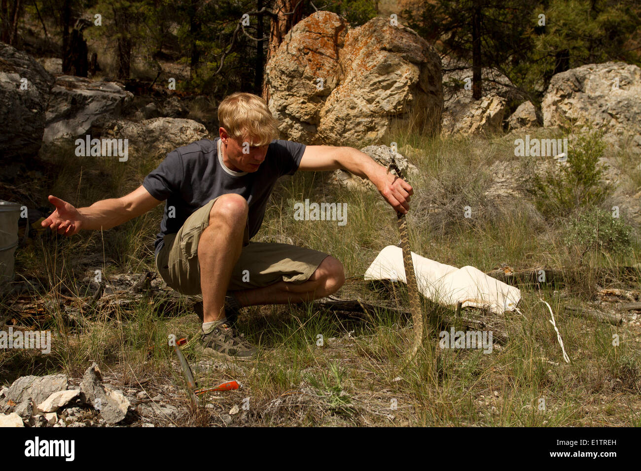 Western Rattlesnake, Northern Pacific Rattlsnake, Crotalus oreganus ...