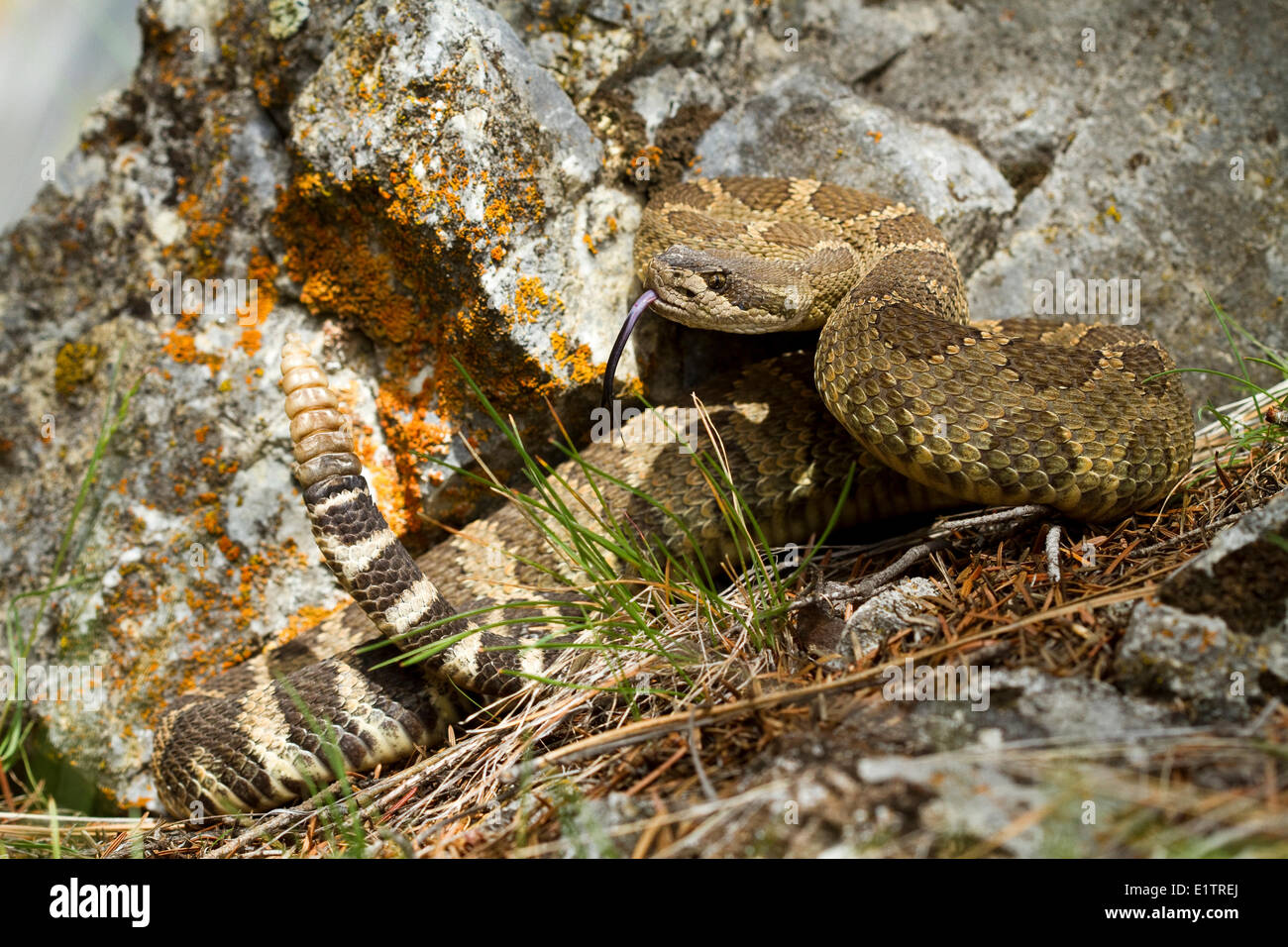Western Rattlesnake, Northern Pacific Rattlsnake, Crotalus oreganus ...