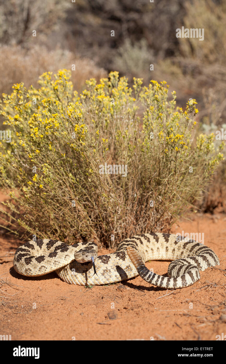 Great Basin rattlesnake. Crotalus oreganus lutosus , Arizona, USA Stock ...