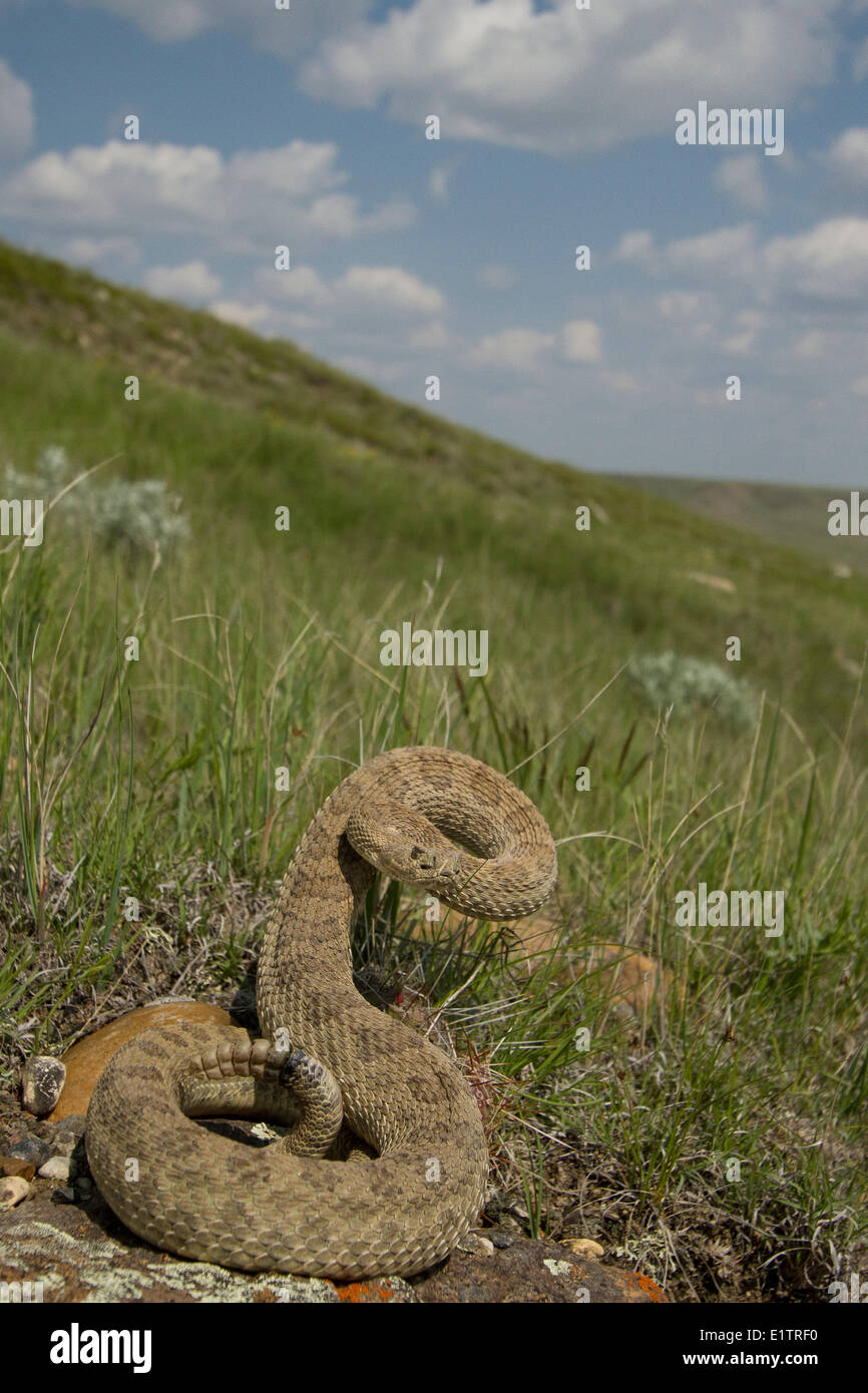 Prairie Rattlesnake, Crotalus viridis viridis, Grasslands National Park ...