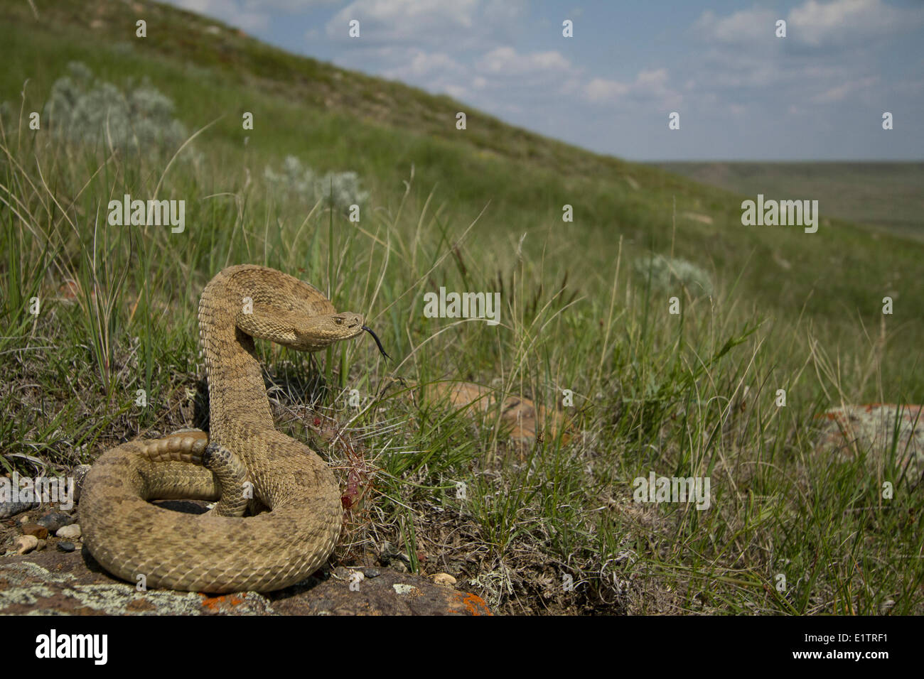 Prairie Rattlesnake, Crotalus viridis viridis, Grasslands National Park ...
