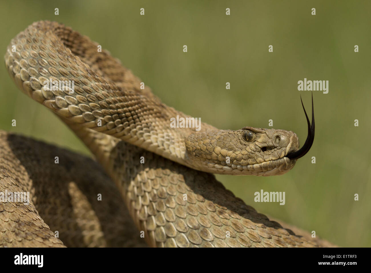 Prairie Rattlesnake, Crotalus viridis viridis, Grasslands National Park ...