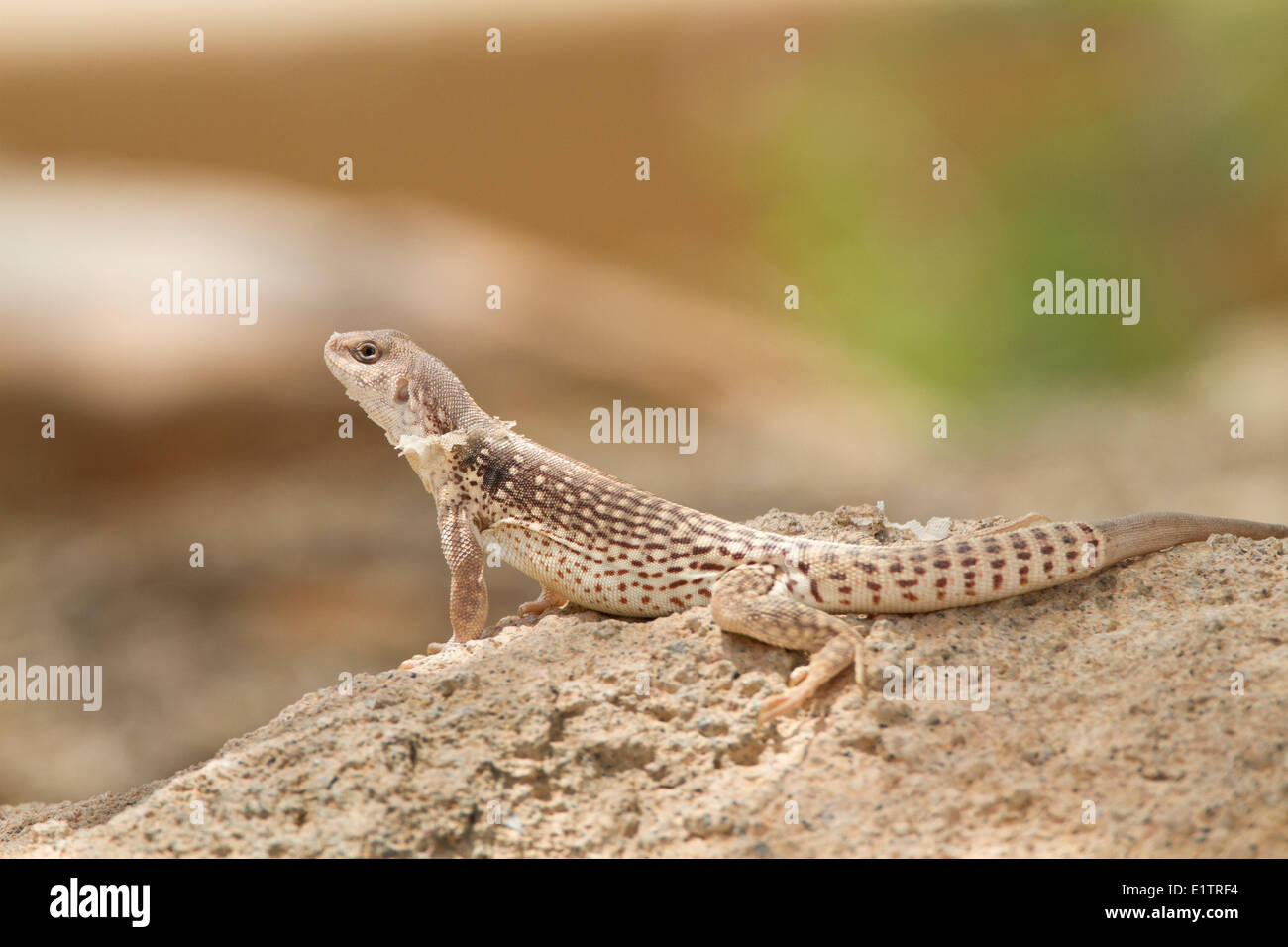Desert iguana, Dipsosaurus dorsalis, Arizona, USA Stock Photo - Alamy