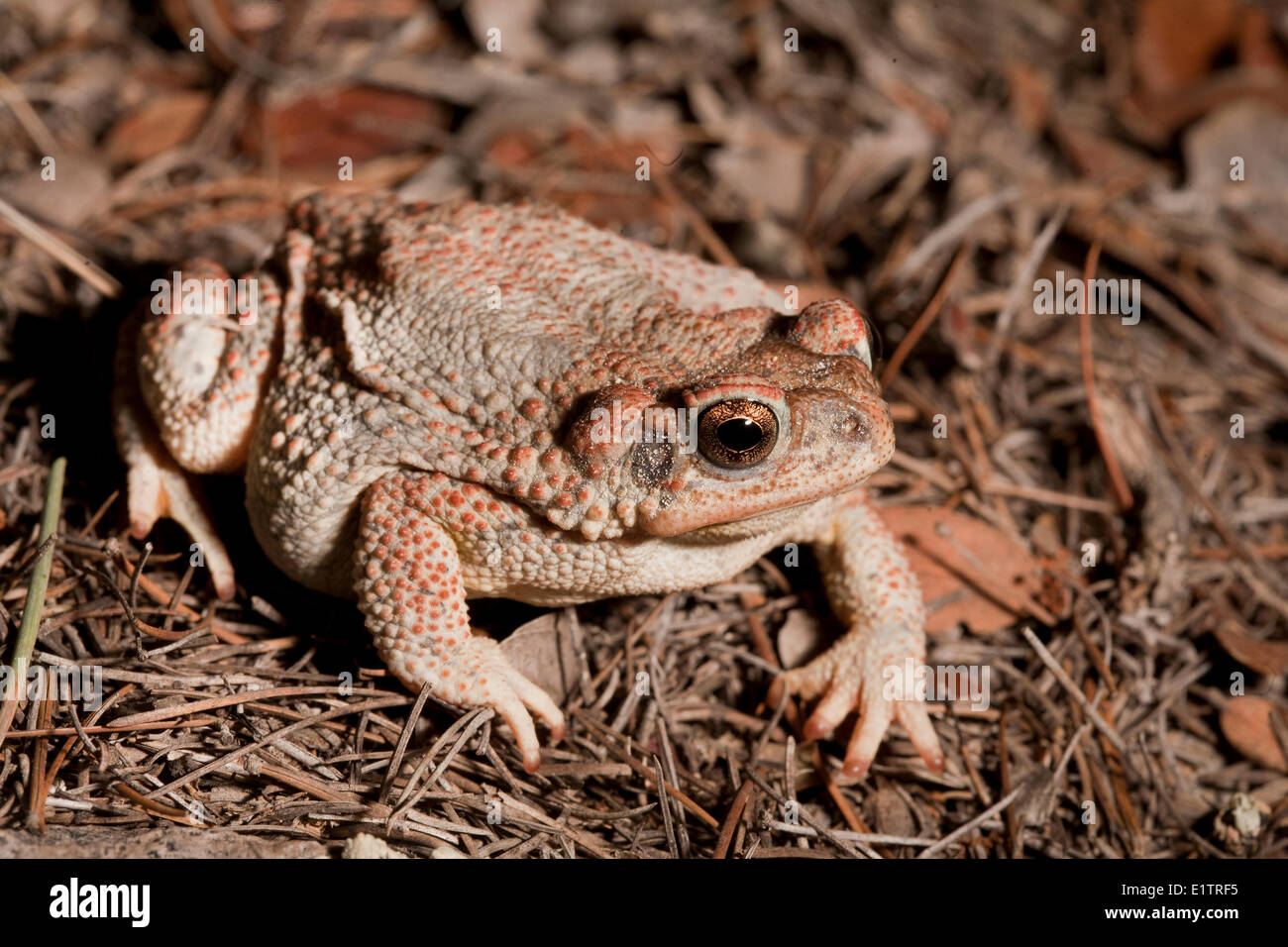 Red-spotted Toad, Bufo punctatus, Arizona, USA Stock Photo - Alamy