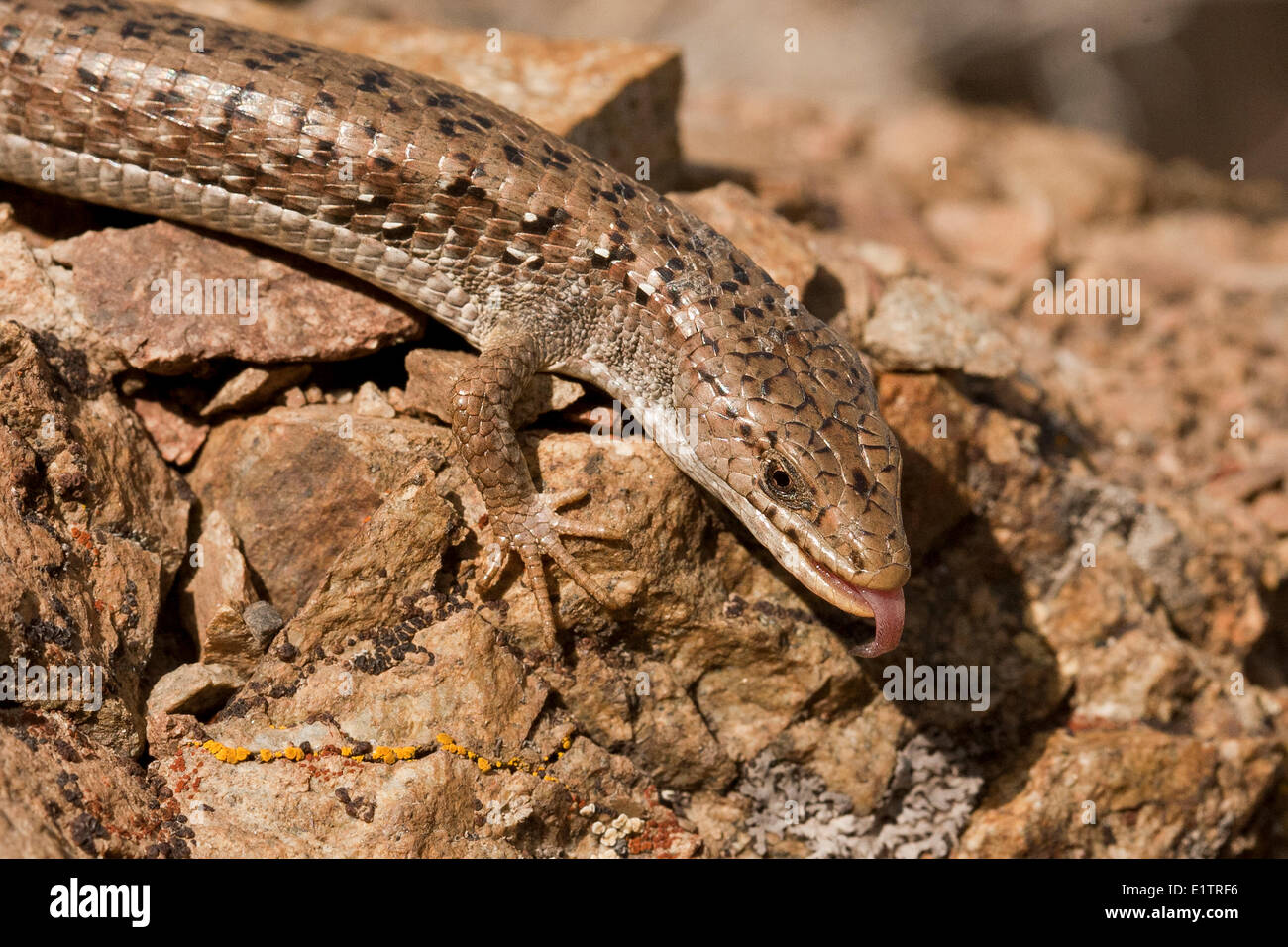 Alligator lizard hi-res stock photography and images - Alamy