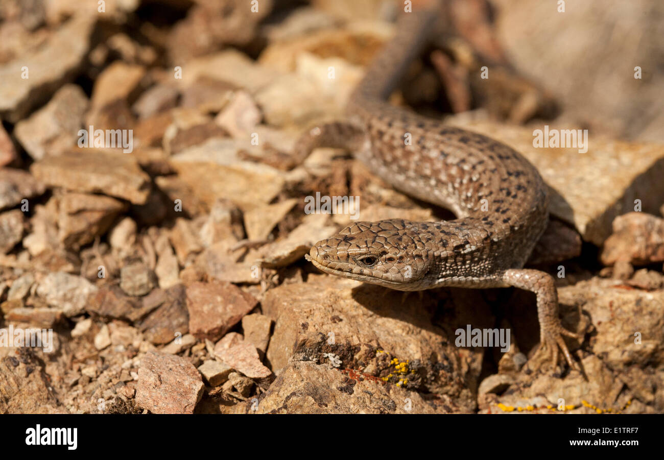 Northwestern Alligator Lizard, Elgaria coerulea principis, BC, Canada ...