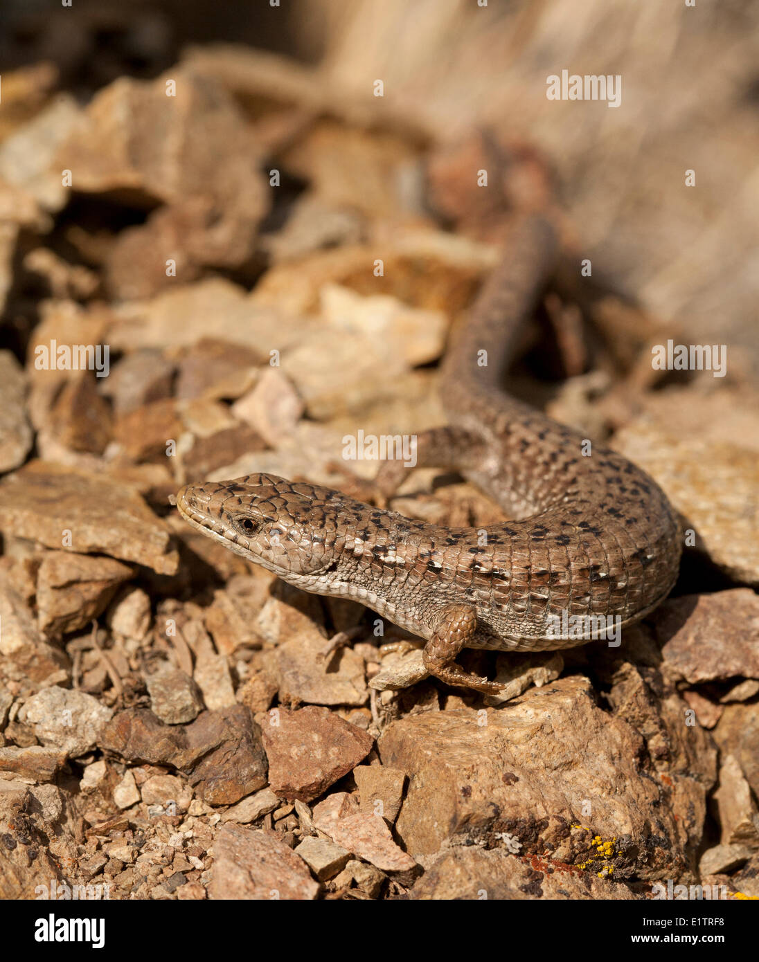 Northwestern Alligator Lizard, Elgaria coerulea principis, BC, Canada ...