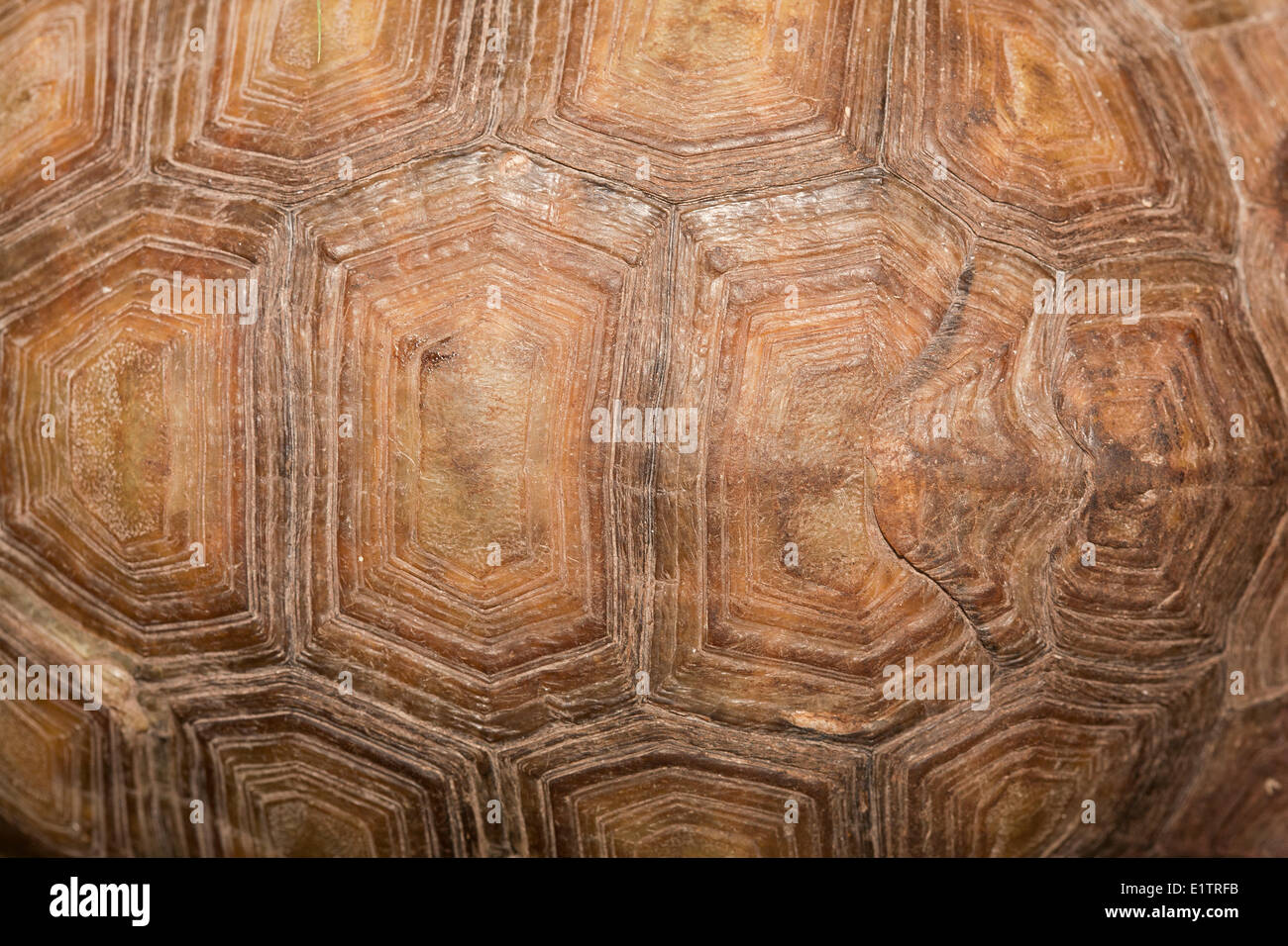 Close up gopher tortoise hi-res stock photography and images - Alamy