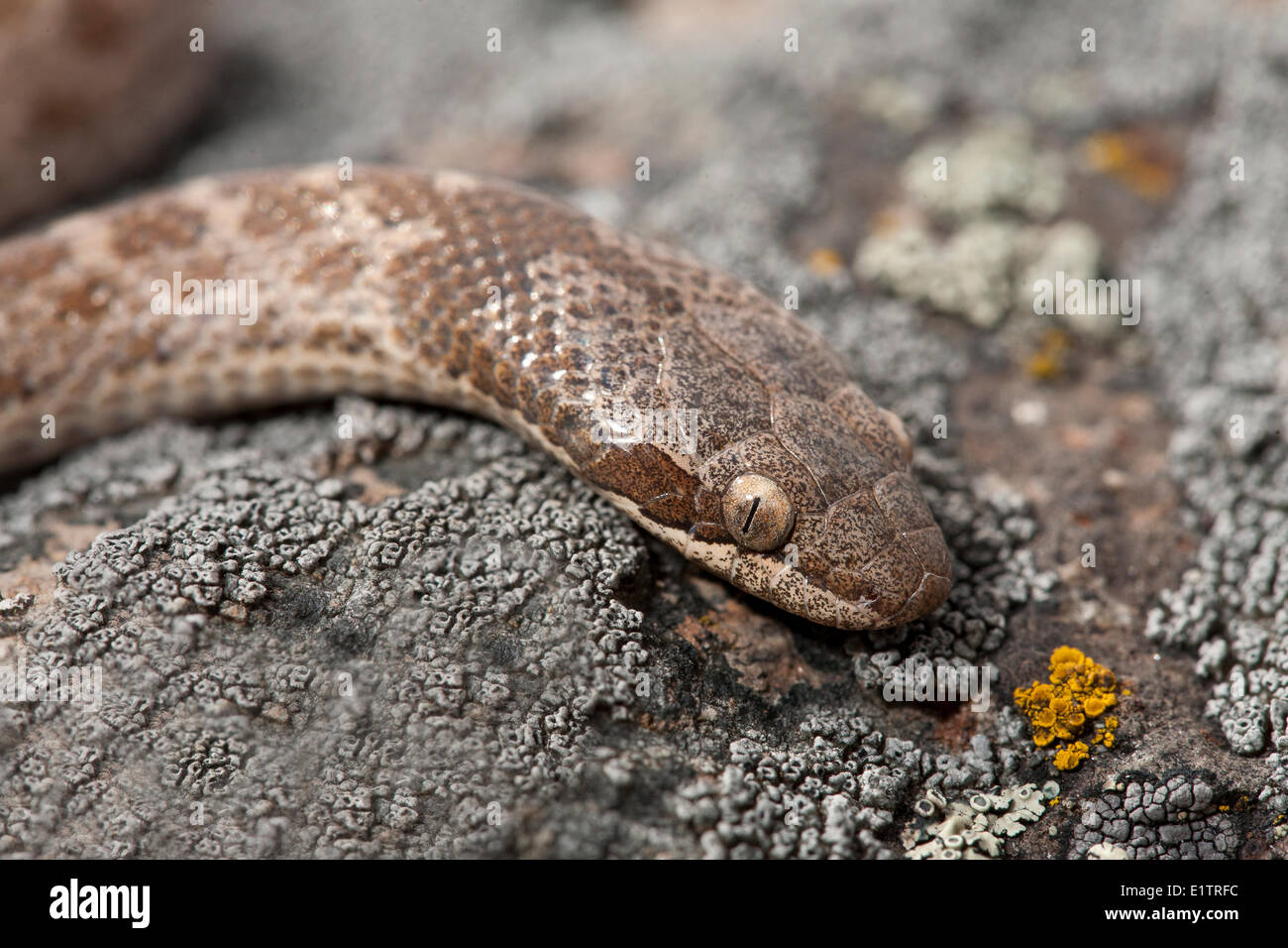 Snakes of bc hi-res stock photography and images - Alamy