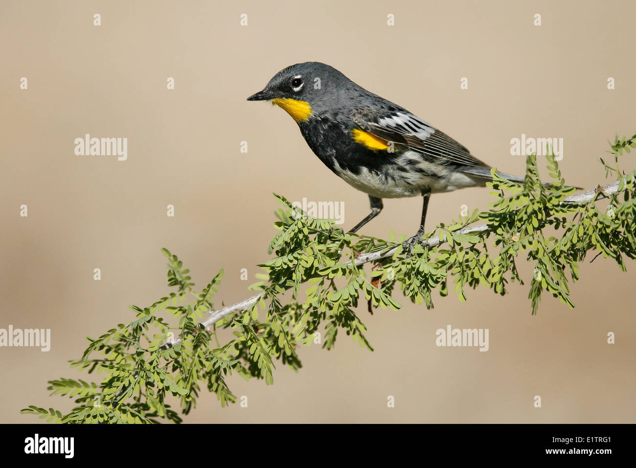 Yellow-rumped Warbler - Setophaga coronata (Audubon's) - Adult male ...