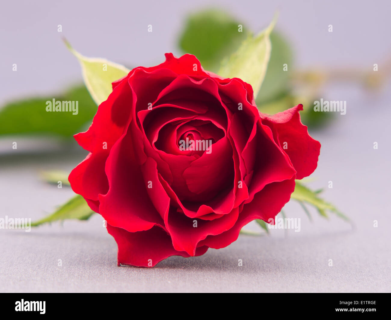 Close-up of a red rose standing upright against a grey background Stock ...