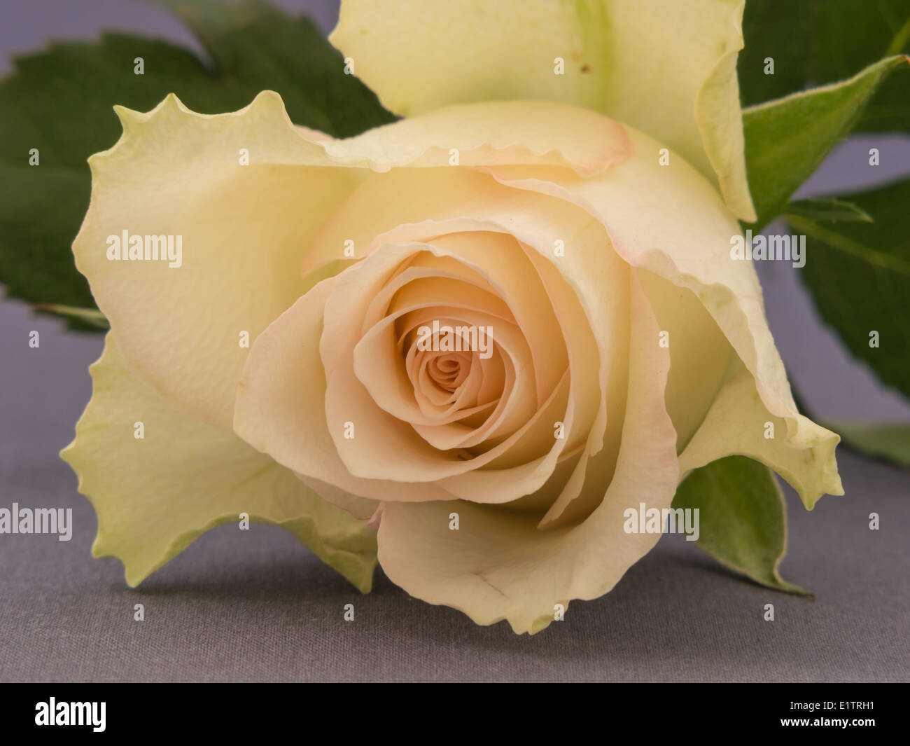 Close-up of a white rose against a grey background Stock Photo - Alamy
