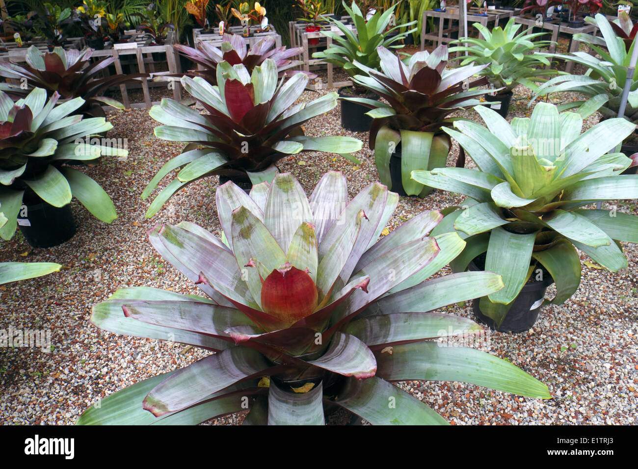bromeliads in australian garden centre in terrey hills,sydney,nsw ...