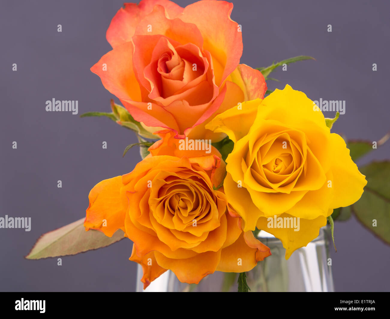 Close-up of an arrangement of orange and yellow colored roses Stock ...