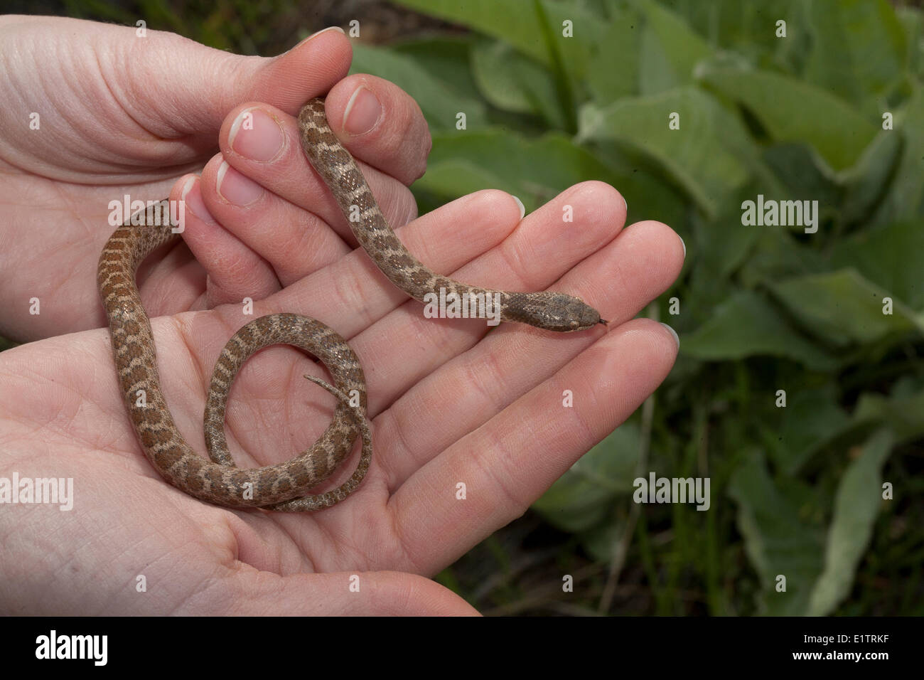 Human snake hi-res stock photography and images - Alamy