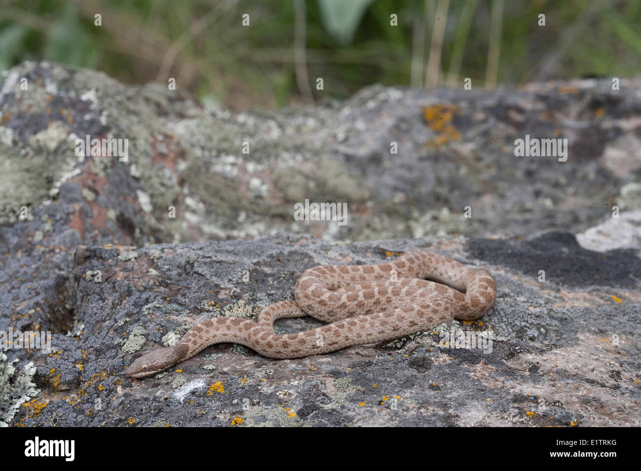 Night Snake, Hypsiglena torquata deserticola, Okanagan, BC, Canada ...