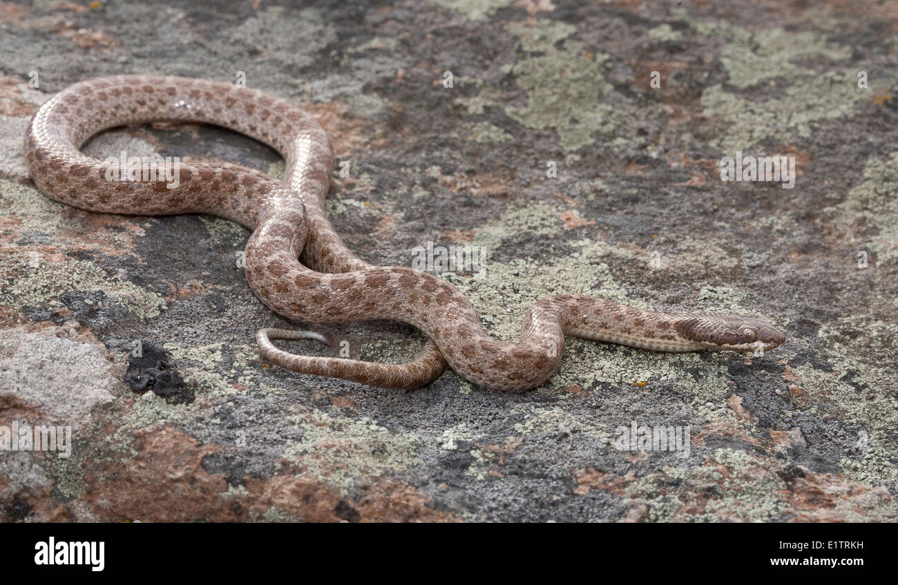 Snakes of bc hi-res stock photography and images - Alamy