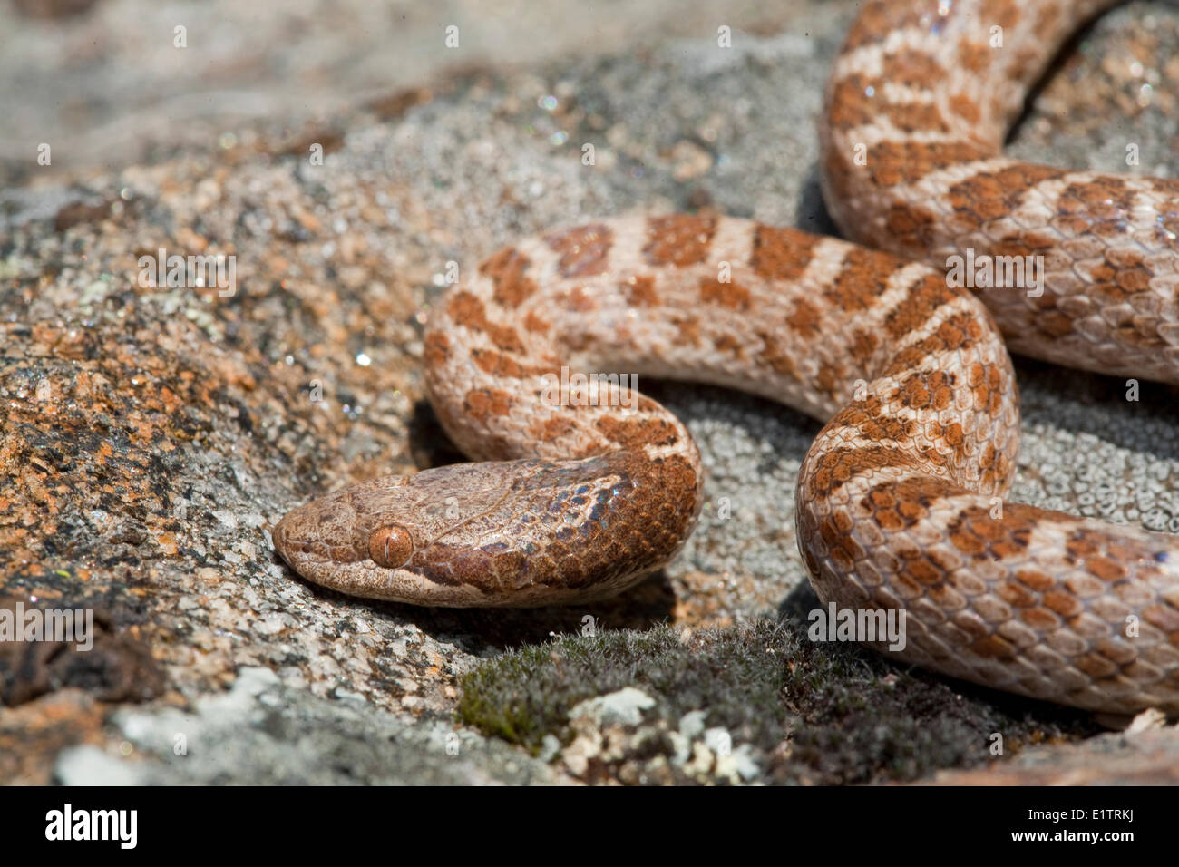 Snakes of bc hi-res stock photography and images - Alamy