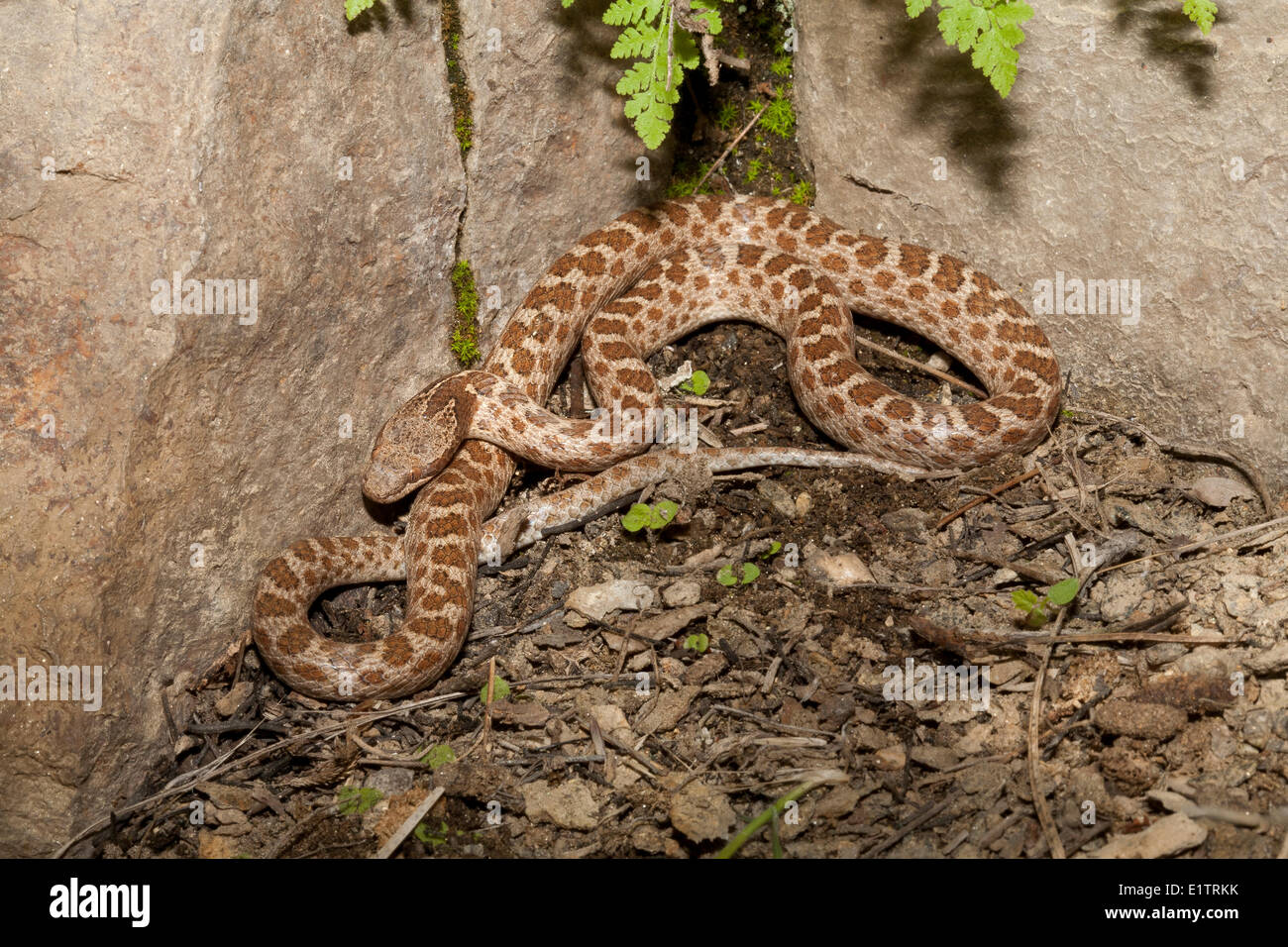 Night Snake, Hypsiglena torquata deserticola, Okanagan, BC, Canada ...