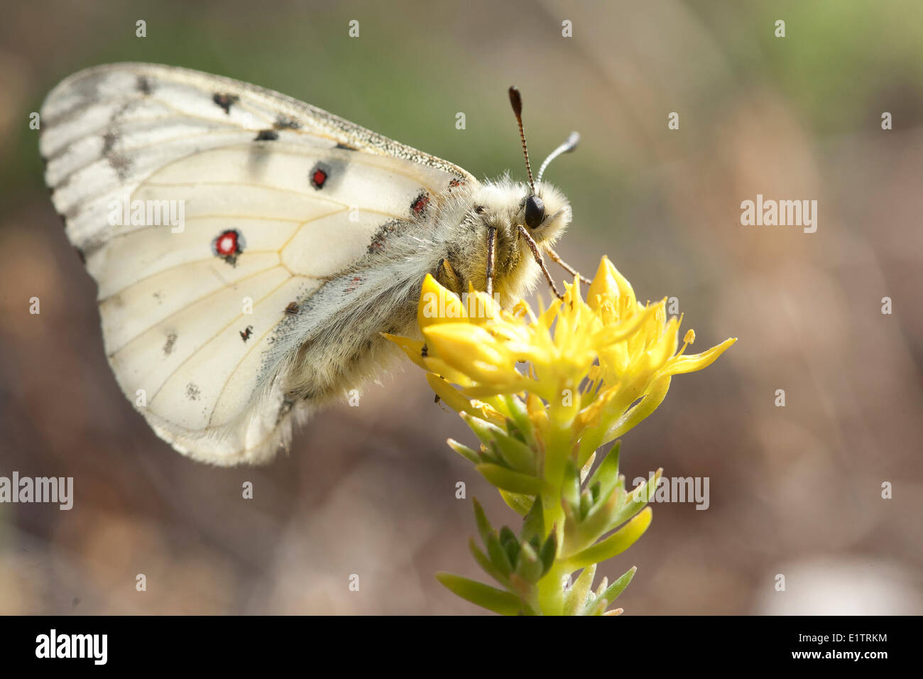 Parnesian hi-res stock photography and images - Alamy